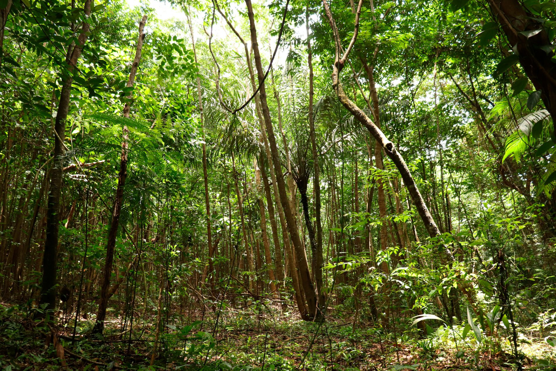 Bosque tropical - Necoclí tiene magia